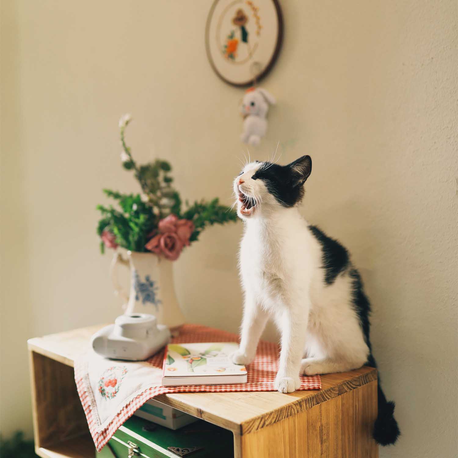 Why is my cat behaving badly? - PureLUXE Pet Food | Natural, Healthy ...